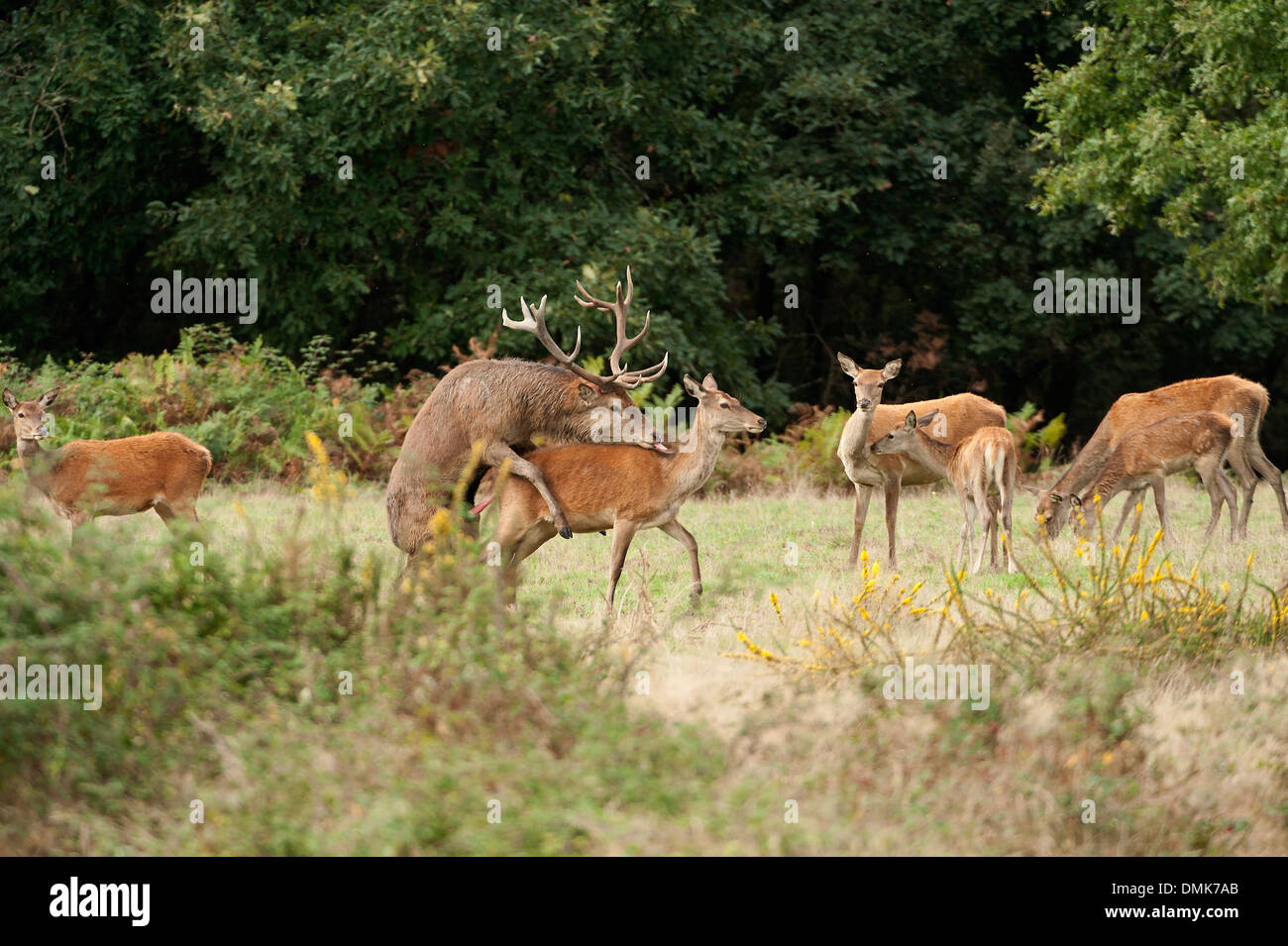 red deer in open prairie grasslands of Charente-Maritime, France Stock ...