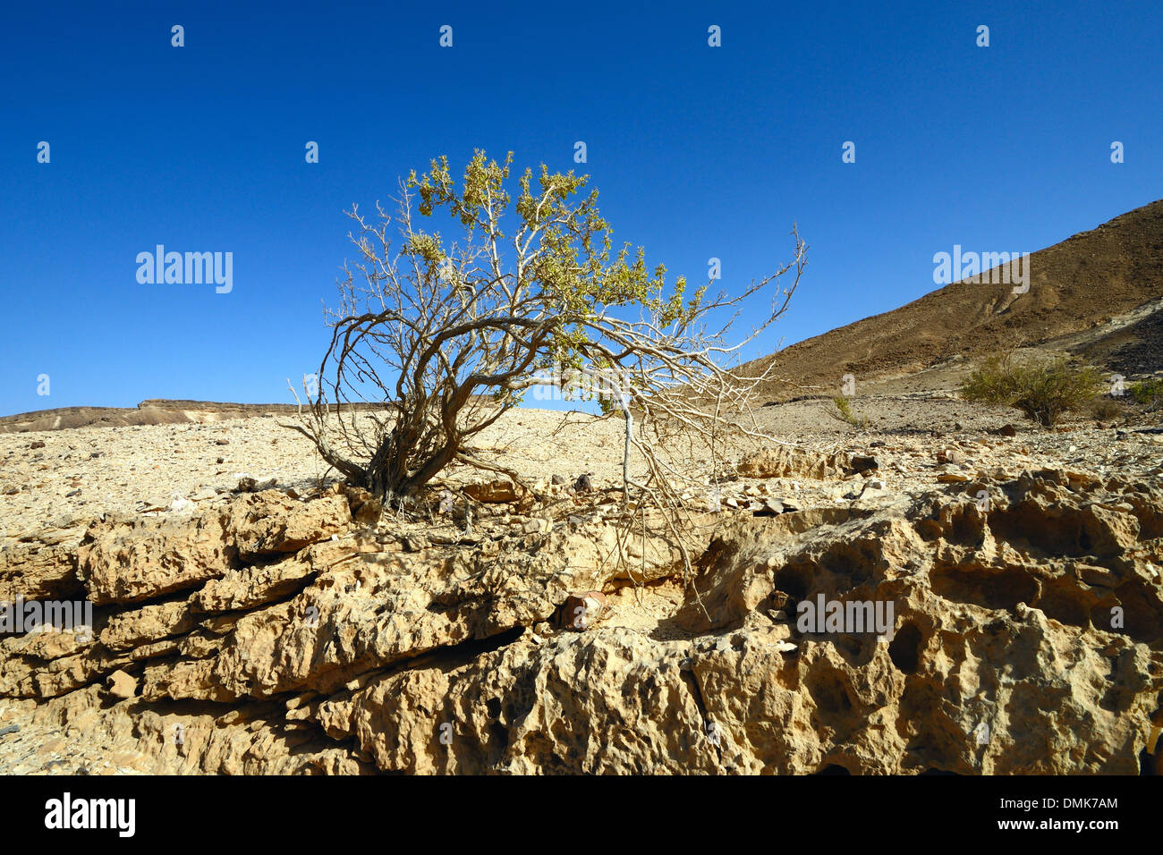 Middle east desert plant hi-res stock photography and images - Alamy