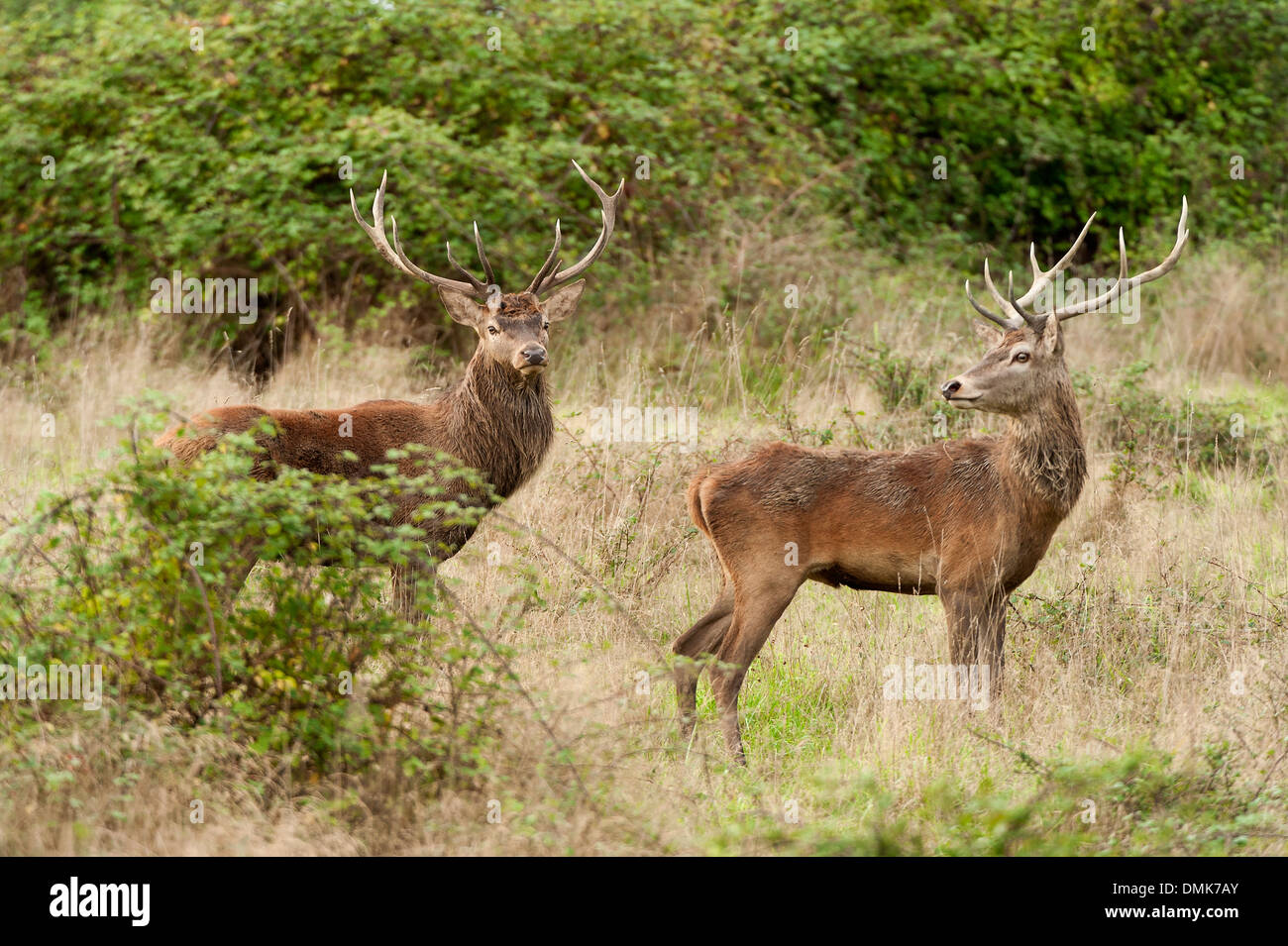 red deer in open prairie grasslands of Charente-Maritime, France Stock ...