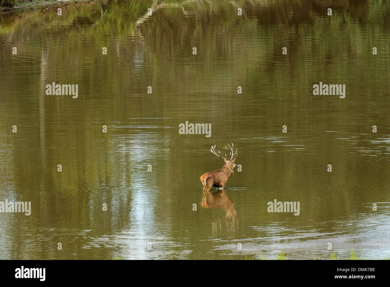 red deer in open prairie grasslands of Charente-Maritime, France Stock ...