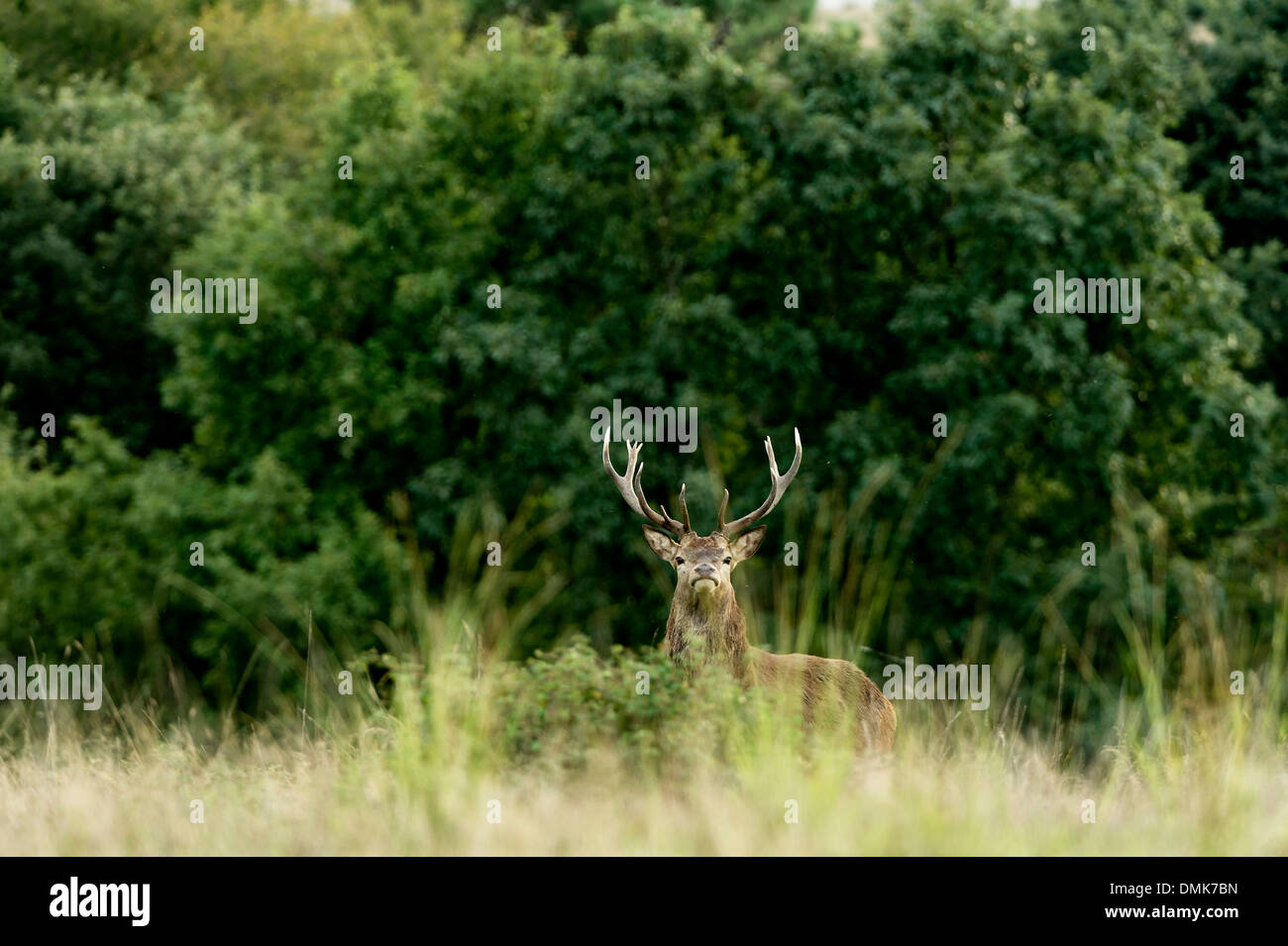 red deer in open prairie grasslands of Charente-Maritime, France Stock ...