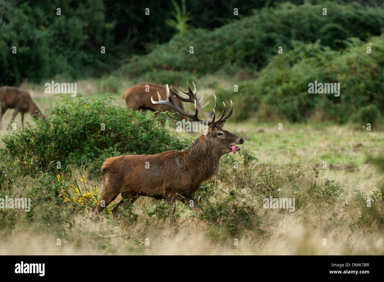 red deer in open prairie grasslands of Charente-Maritime, France Stock ...