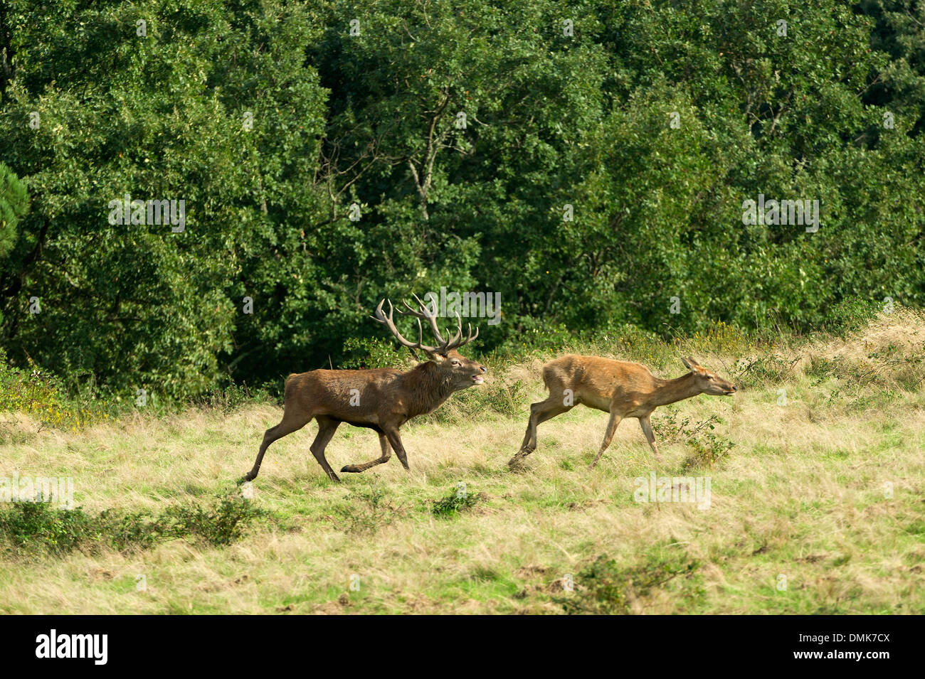 red deer in open prairie grasslands of Charente-Maritime, France Stock ...