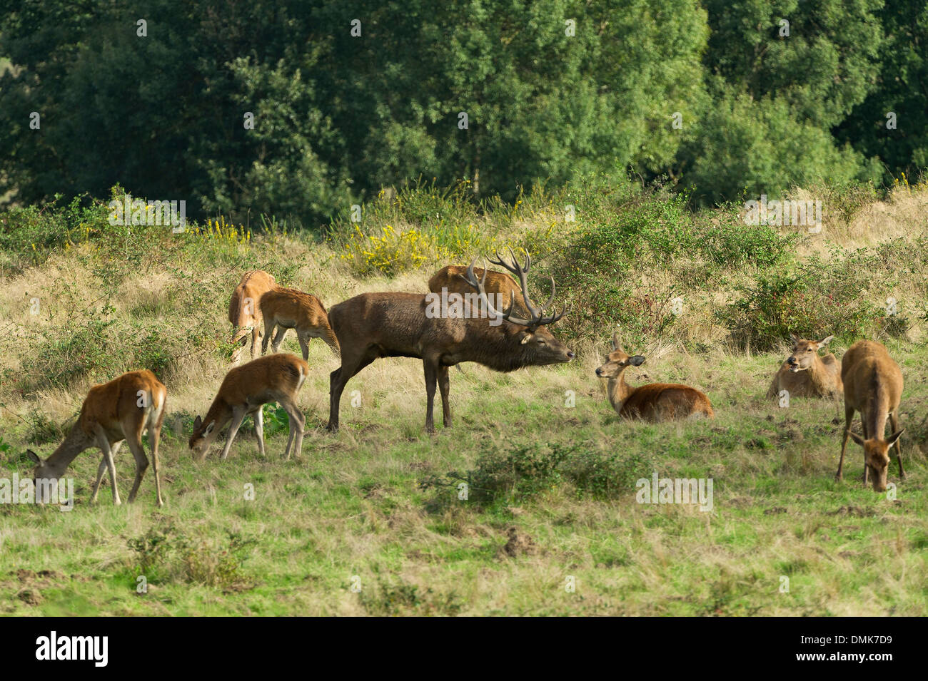 red deer in open prairie grasslands of Charente-Maritime, France Stock ...