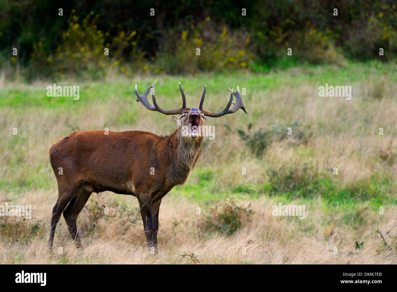 Roaring red deer stag in open prairie grasslands of Charente-Maritime ...