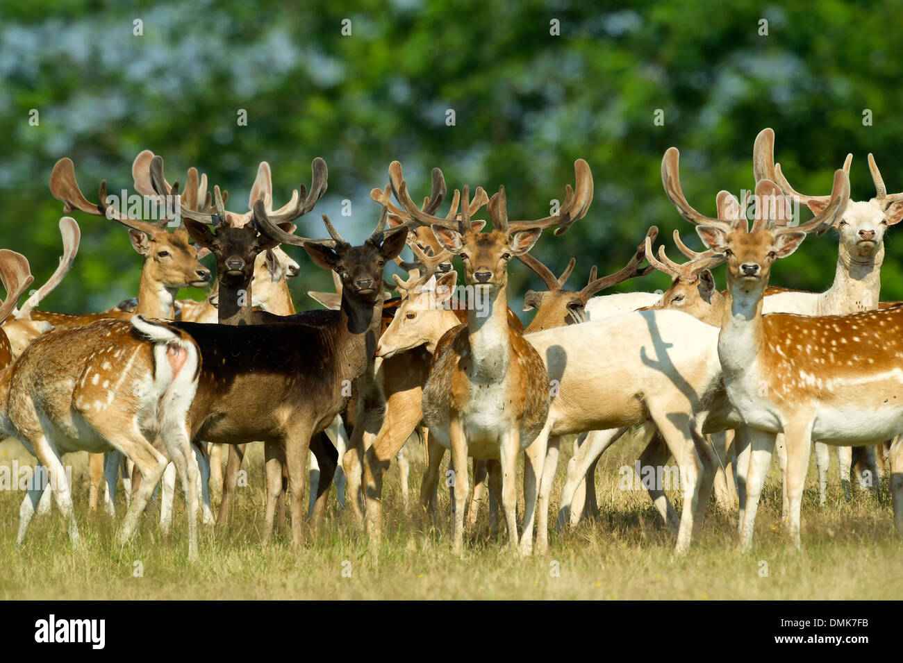 fallow deer in open prairie grasslands of Charente-Maritime, France ...