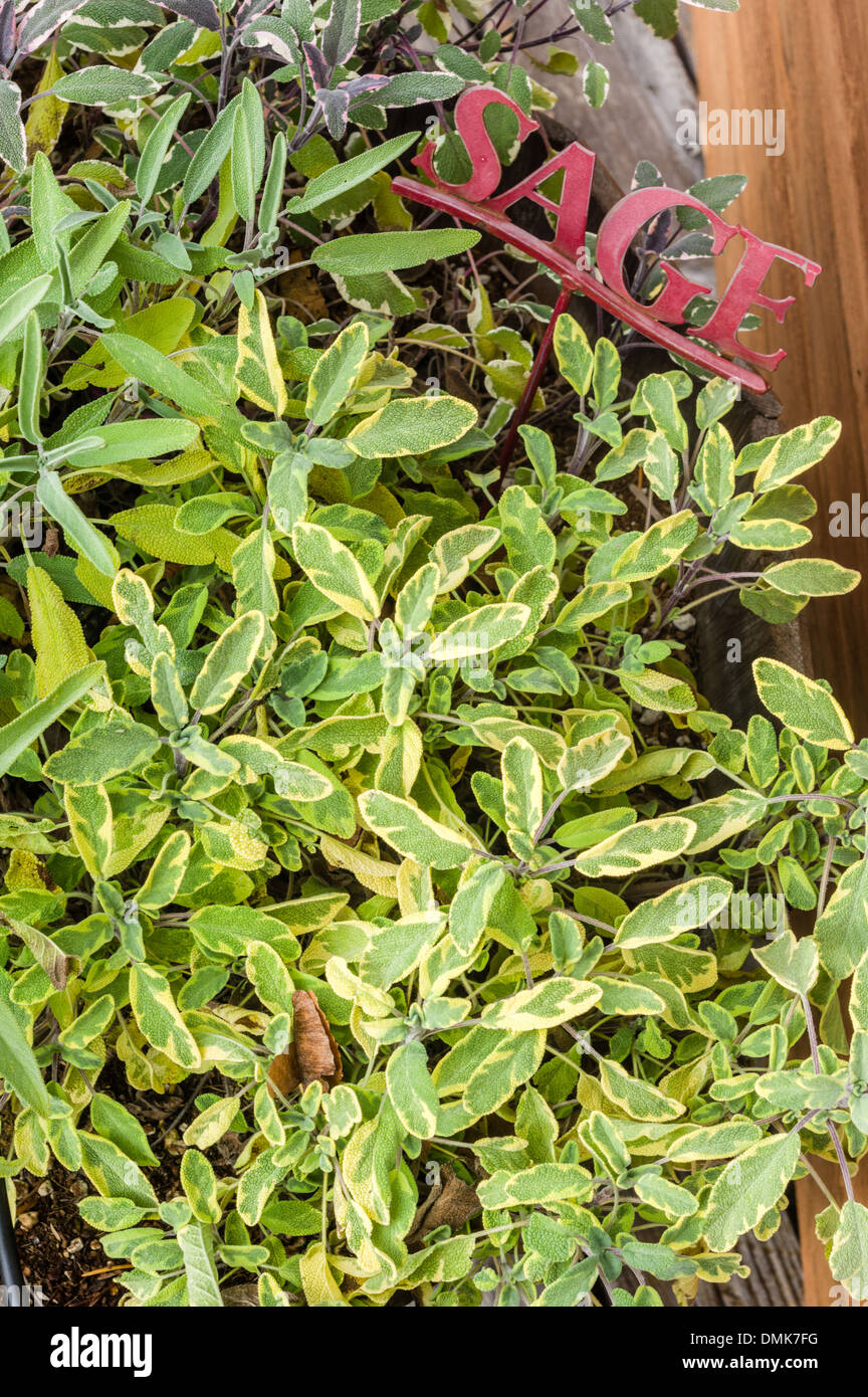 Variegated sage plants growing in the garden with a sign Stock Photo ...