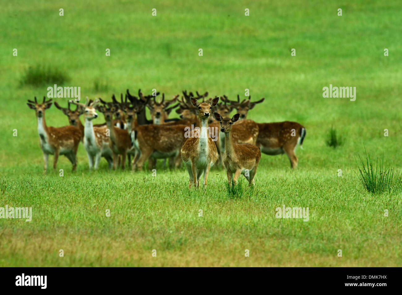 fallow deer in open prairie grasslands of Charente-Maritime, France ...