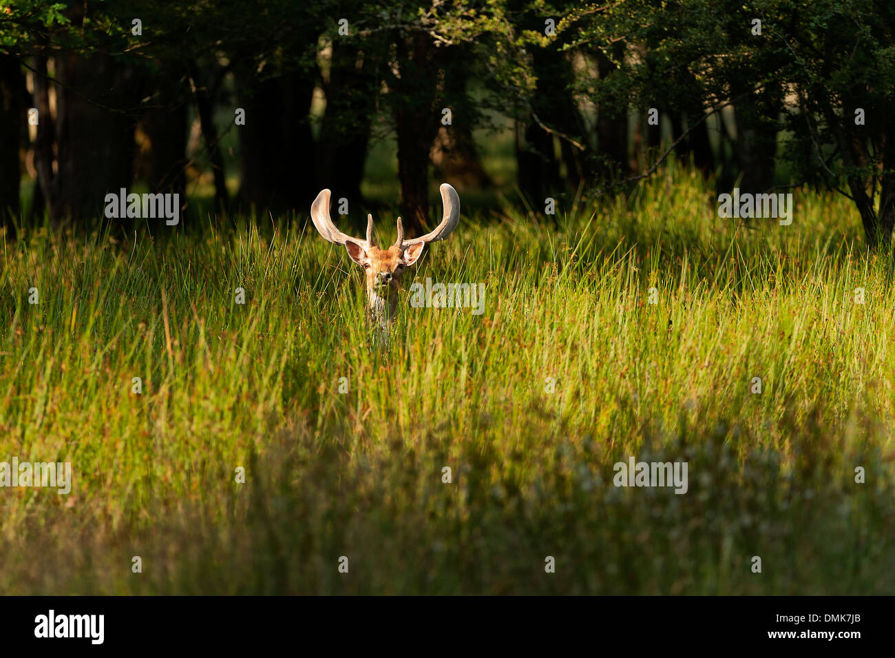 Portrait of male fallow deer scientific name hi-res stock photography ...