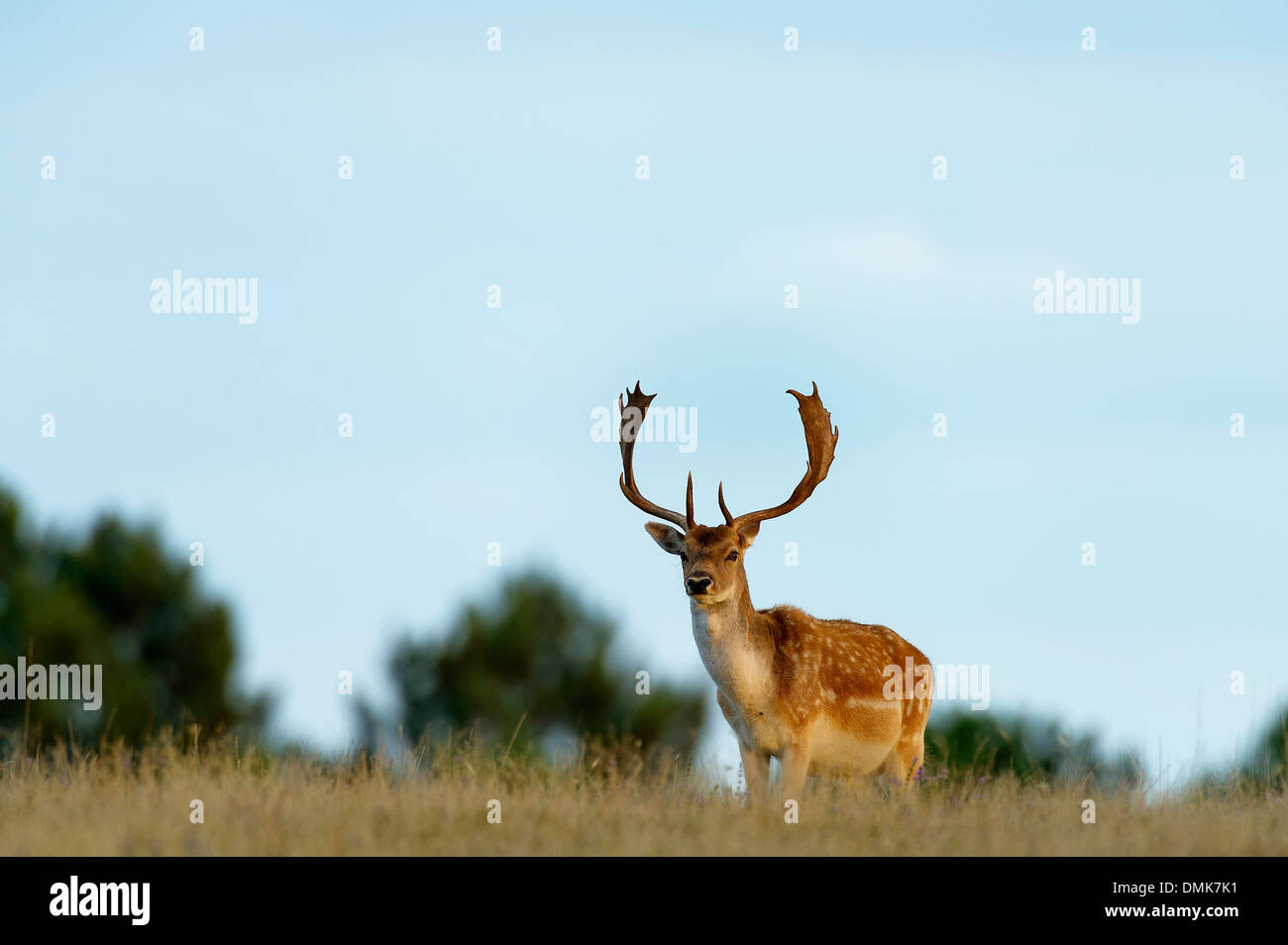 fallow deer in open prairie grasslands of Charente-Maritime, France ...