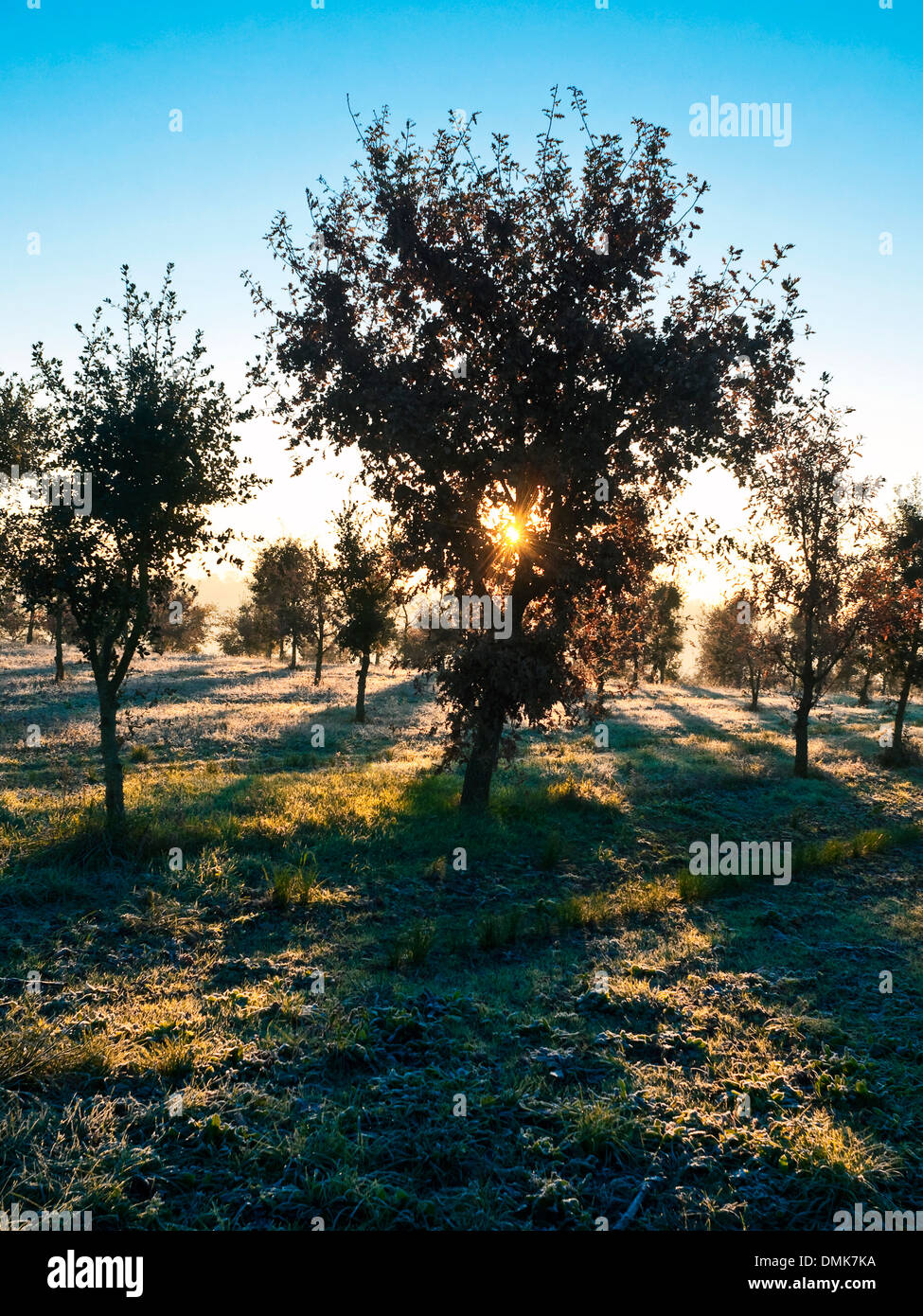 Young oak tree hi-res stock photography and images - Alamy