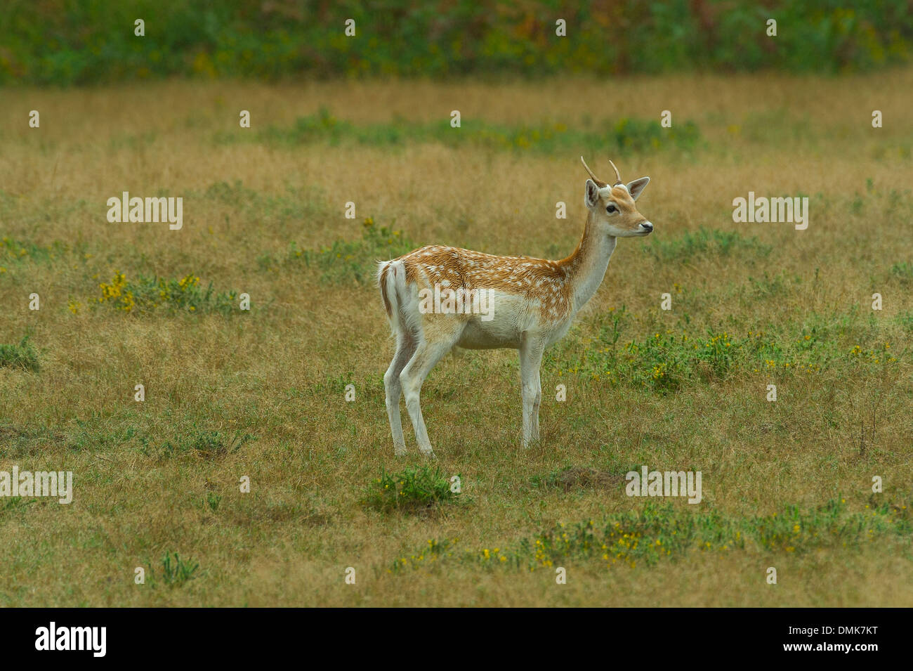 Portrait of male fallow deer scientific name hi-res stock photography ...