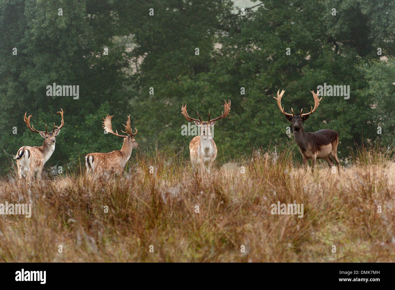 fallow deer in open prairie grasslands of Charente-Maritime, France ...