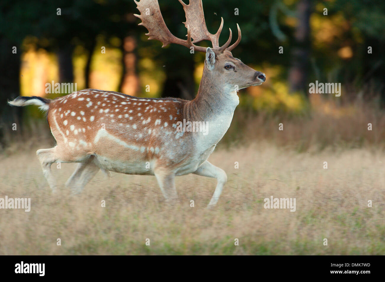 Portrait of male fallow deer scientific name hi-res stock photography ...
