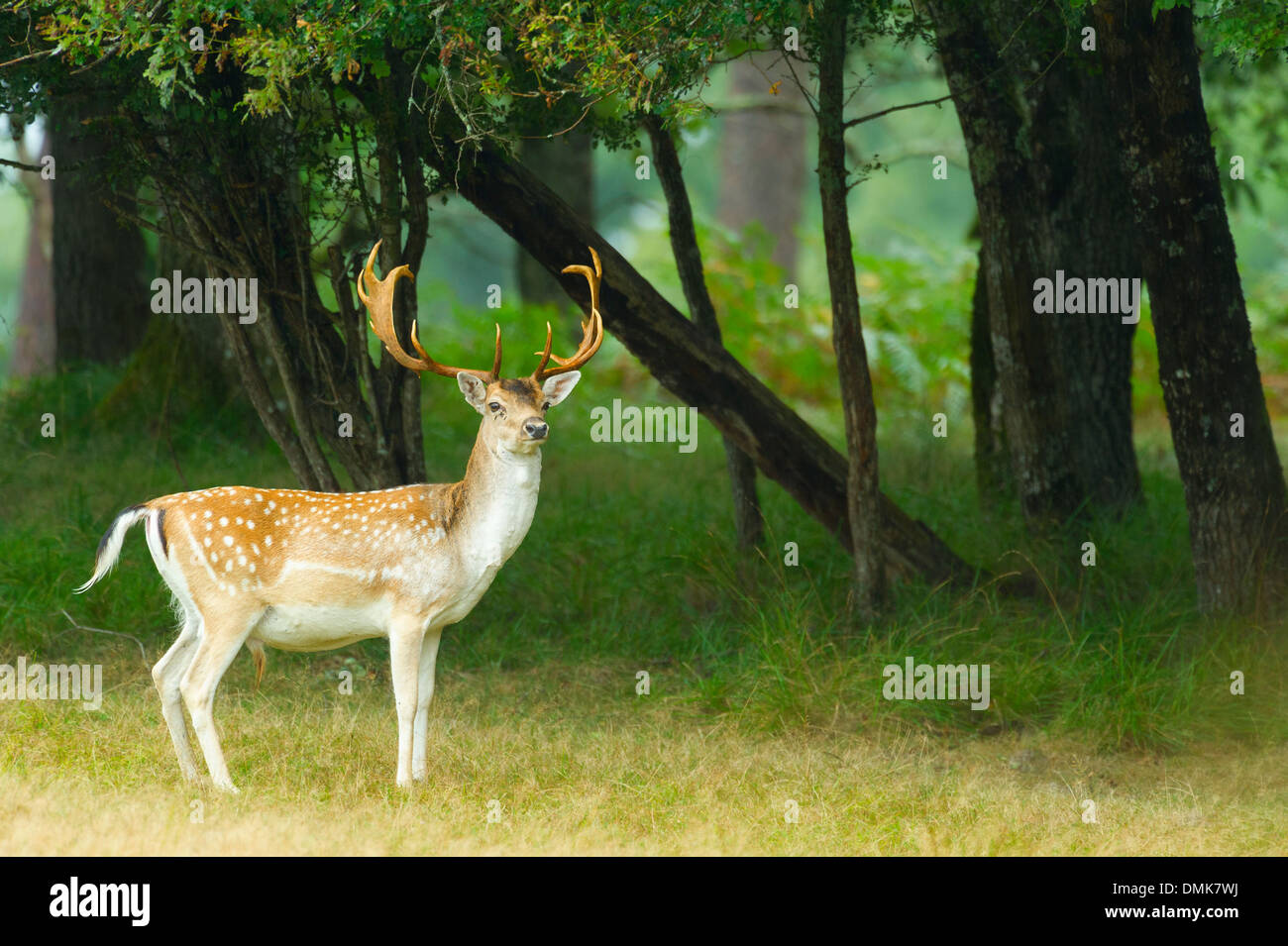 Portrait of male fallow deer scientific name hi-res stock photography ...