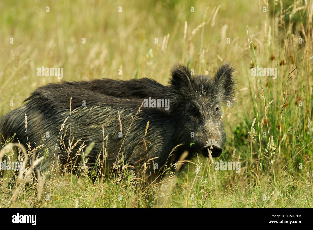 Wild boar in open prairie grasslands of Charente-Maritime, France Stock ...