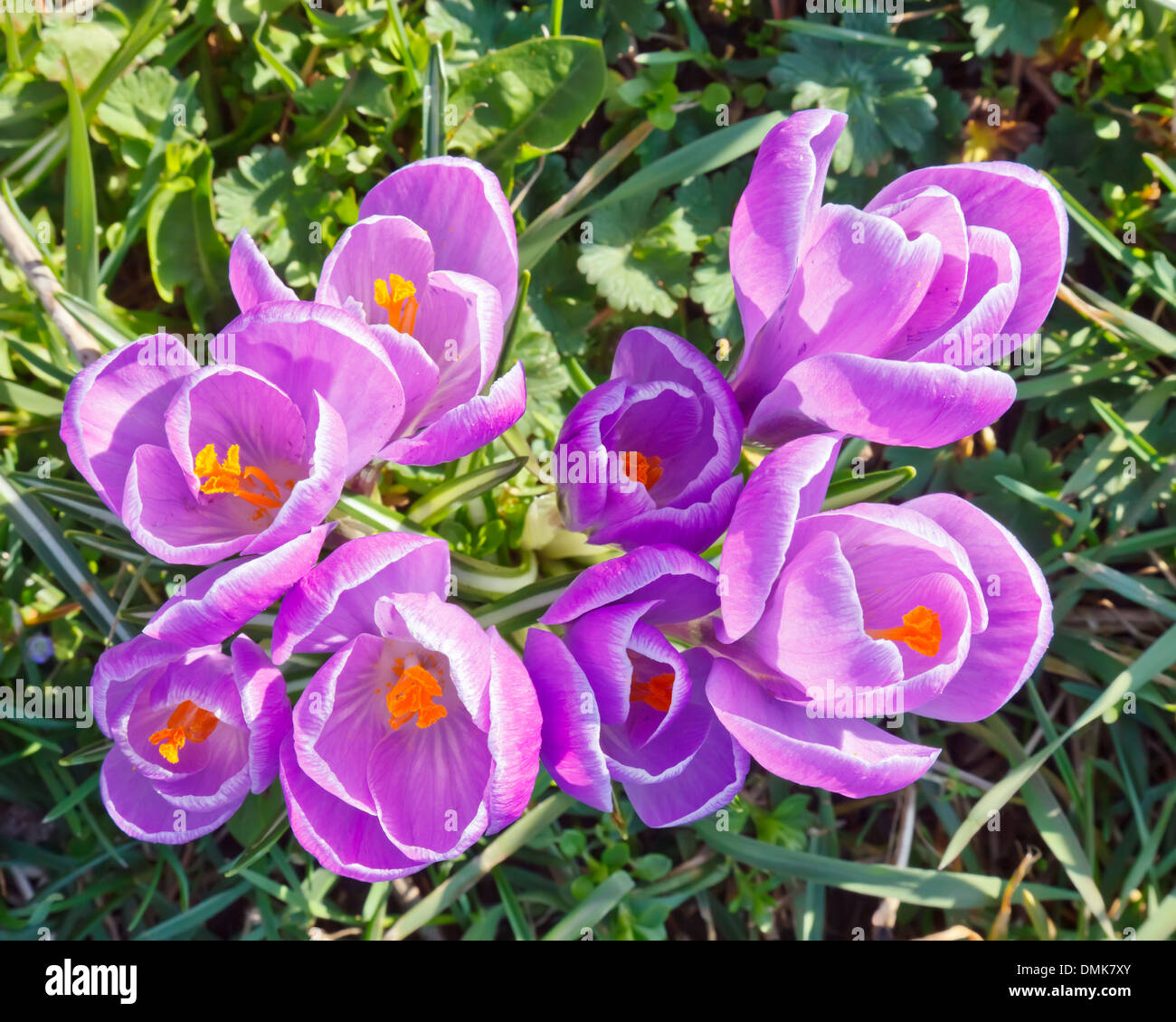 Fresh grass crocus flowers hi-res stock photography and images - Alamy