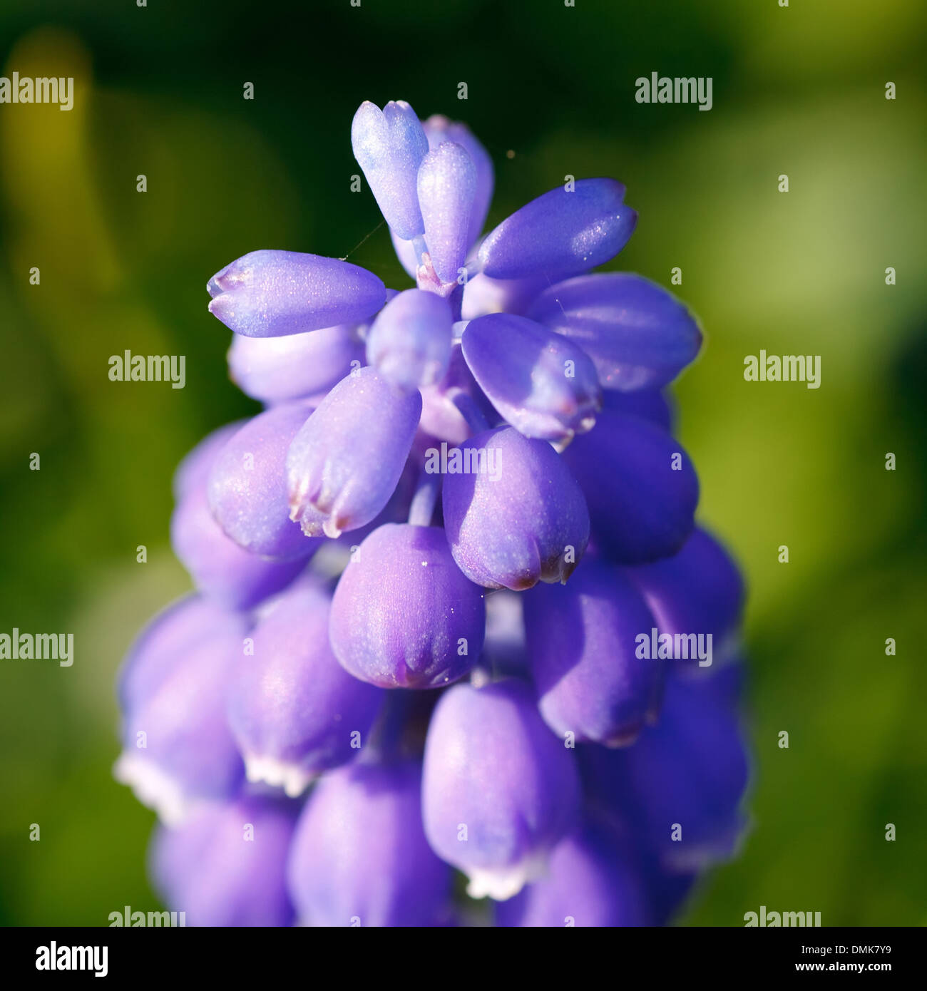 Hyacint flower hi-res stock photography and images - Alamy