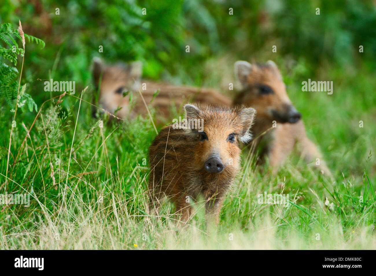 Wild boar in open prairie grasslands of Charente-Maritime, France Stock ...