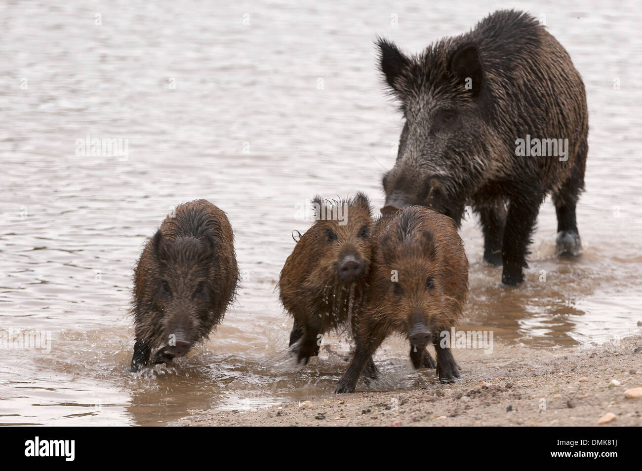 Wild boar running out of a pond in Charente-Maritime, France Stock ...
