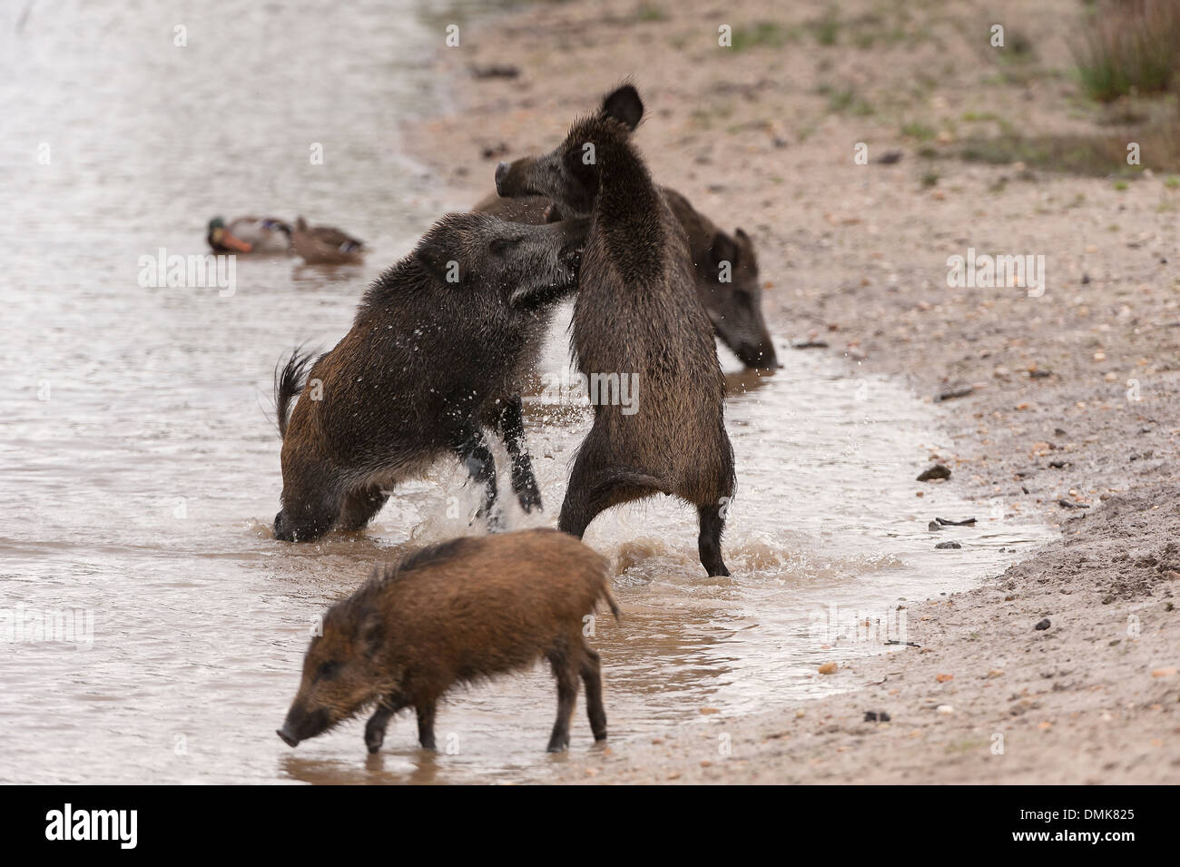 Pig fighting hi-res stock photography and images - Alamy