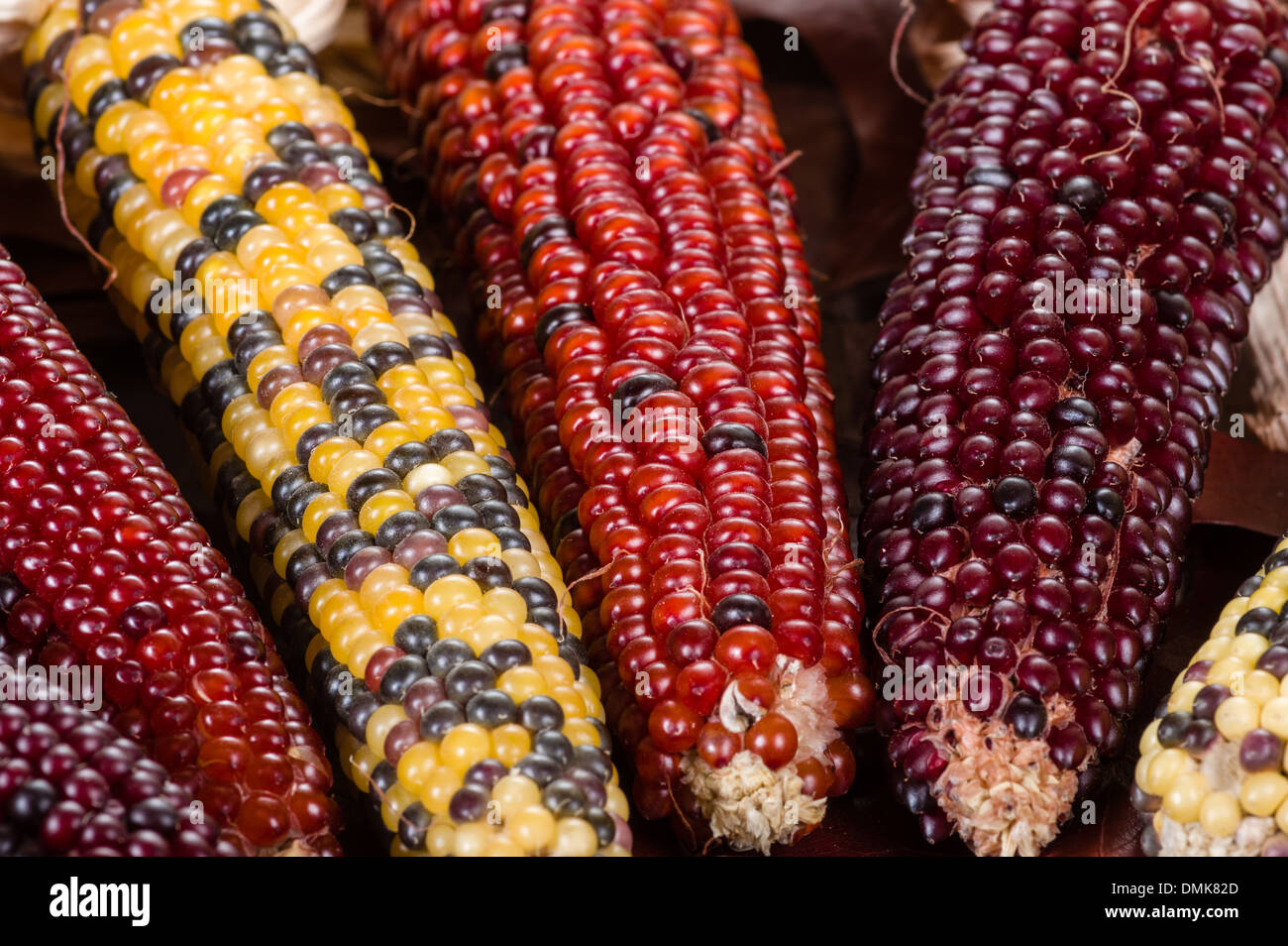 Decorative indian corn used for fall harvest display decoration Stock ...