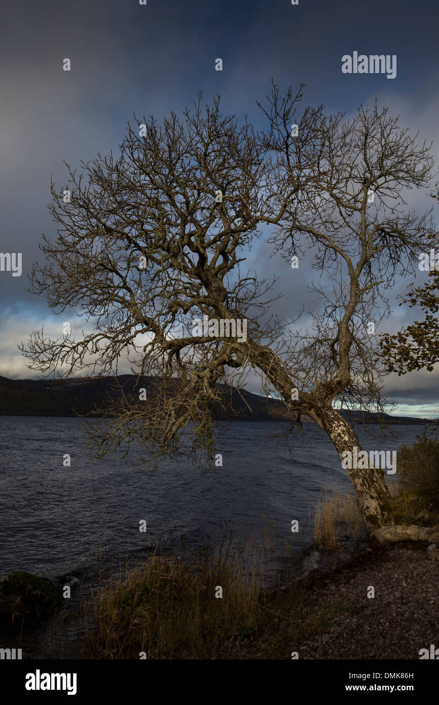 ASH TREE [FRAXINUS ] WITH NO LEAVES ON THE SHORES OF LOCH NESS SCOTLAND ...
