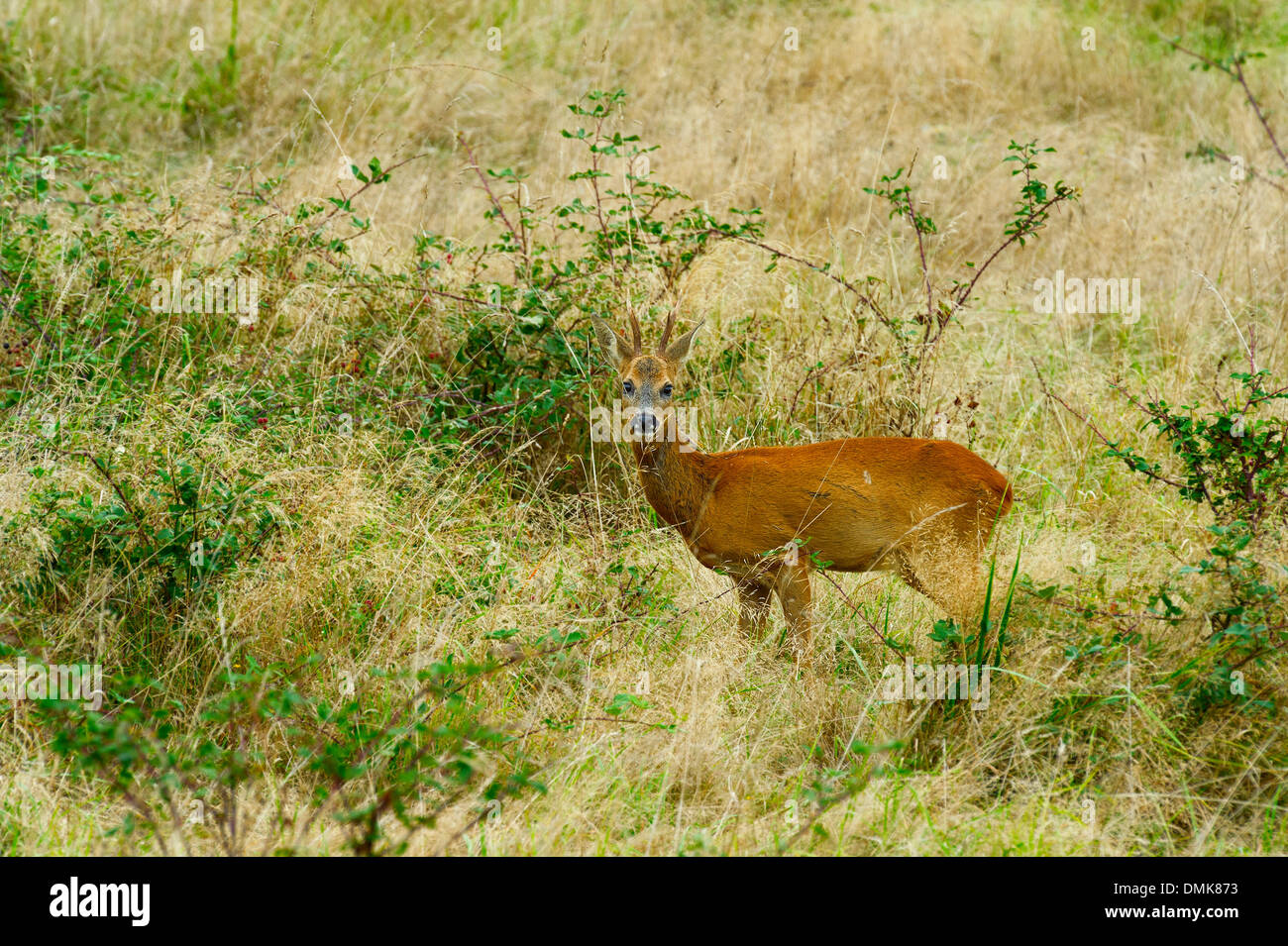 western roe deer in open prairie grasslands of Charente-Maritime ...
