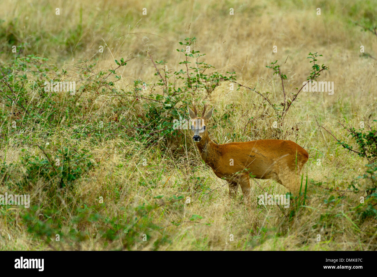 western roe deer in open prairie grasslands of Charente-Maritime ...