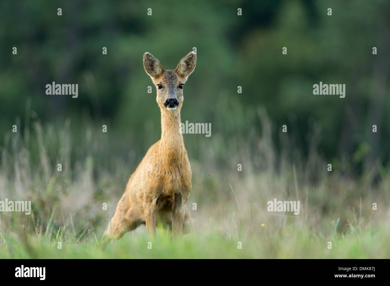 western roe deer in open prairie grasslands of Charente-Maritime ...