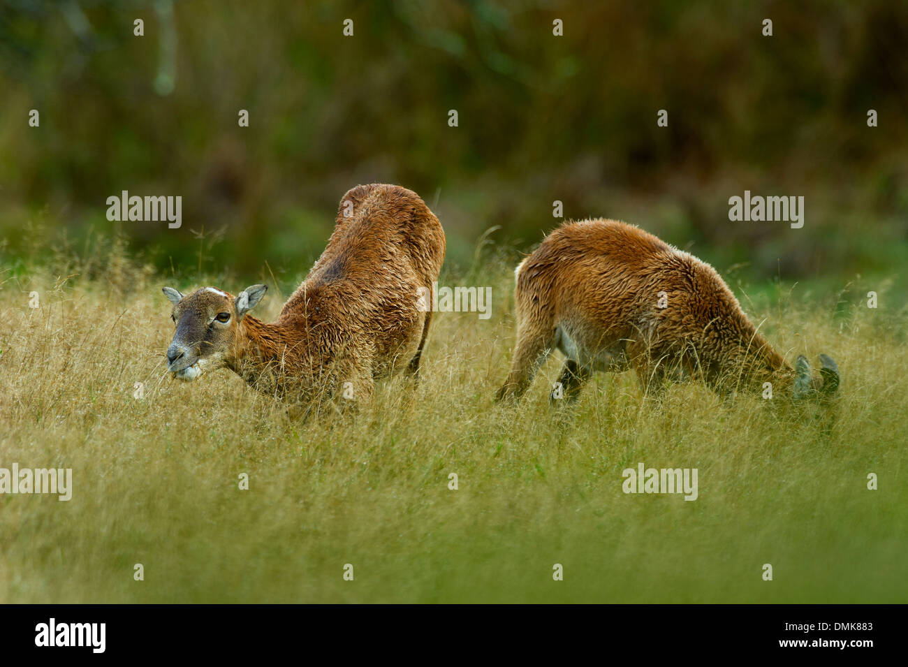 European mouflon in open prairie grasslands of Charente-Maritime ...