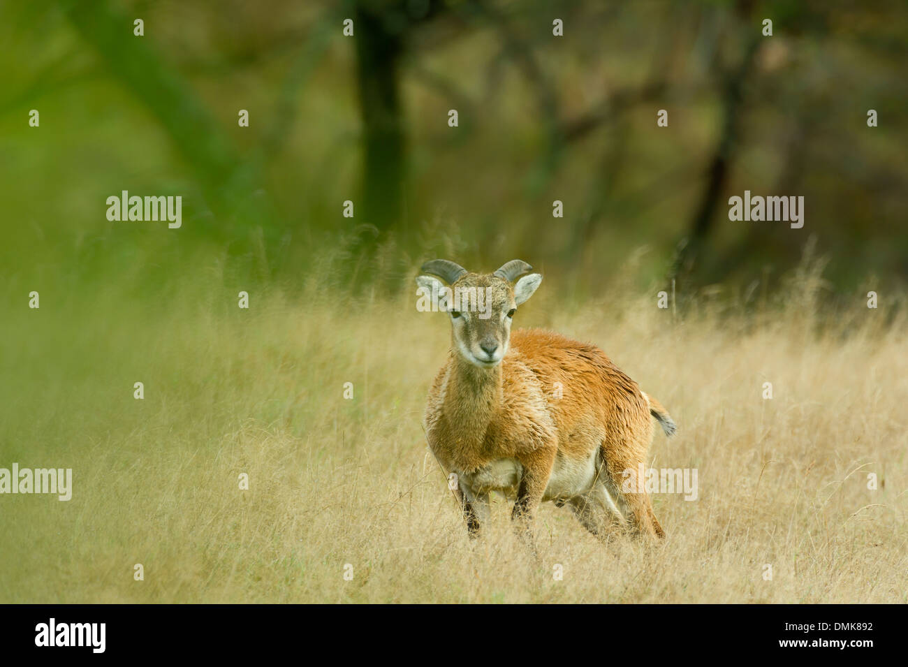 European mouflon in open prairie grasslands of Charente-Maritime ...