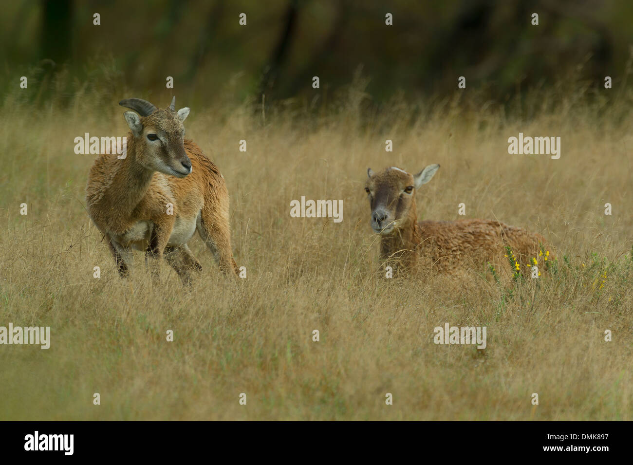European mouflon in open prairie grasslands of Charente-Maritime ...