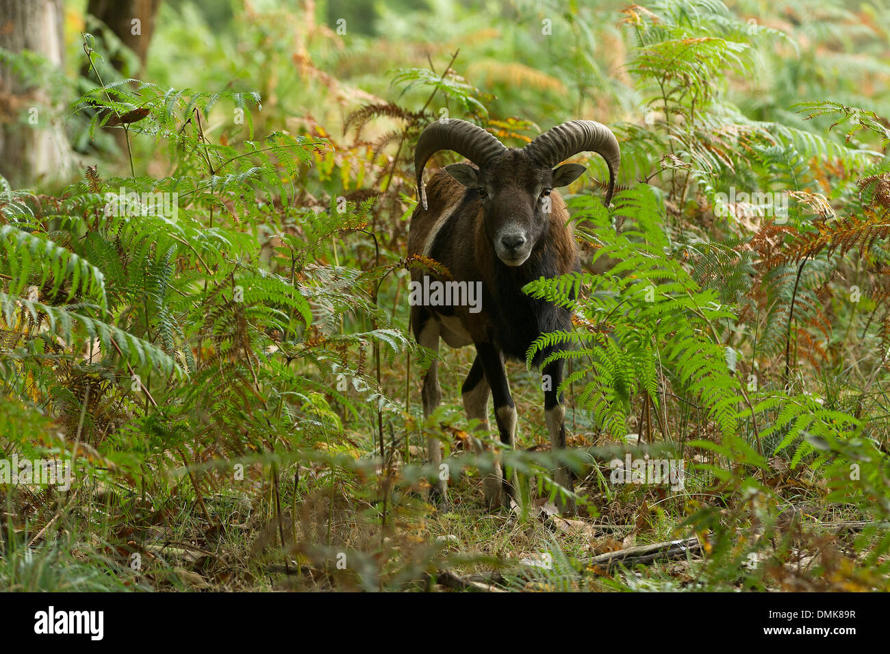 European mouflon in open ferns in Charente-Maritime, France Stock Photo ...