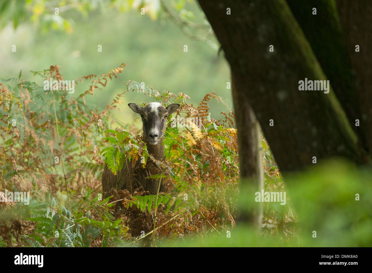 European mouflon hi-res stock photography and images - Alamy