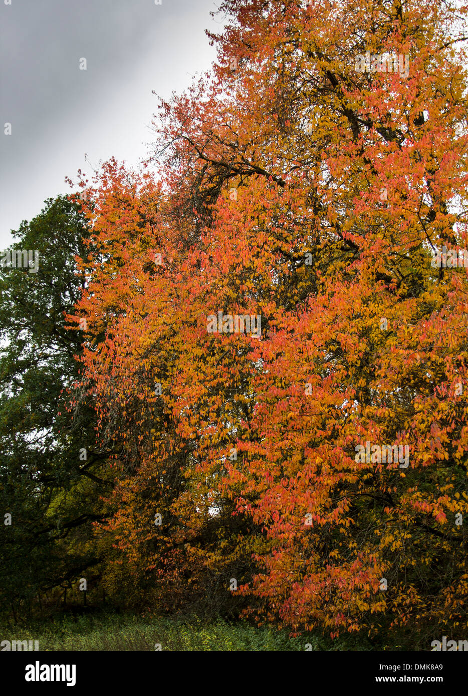 Scotland in autmn hi-res stock photography and images - Alamy