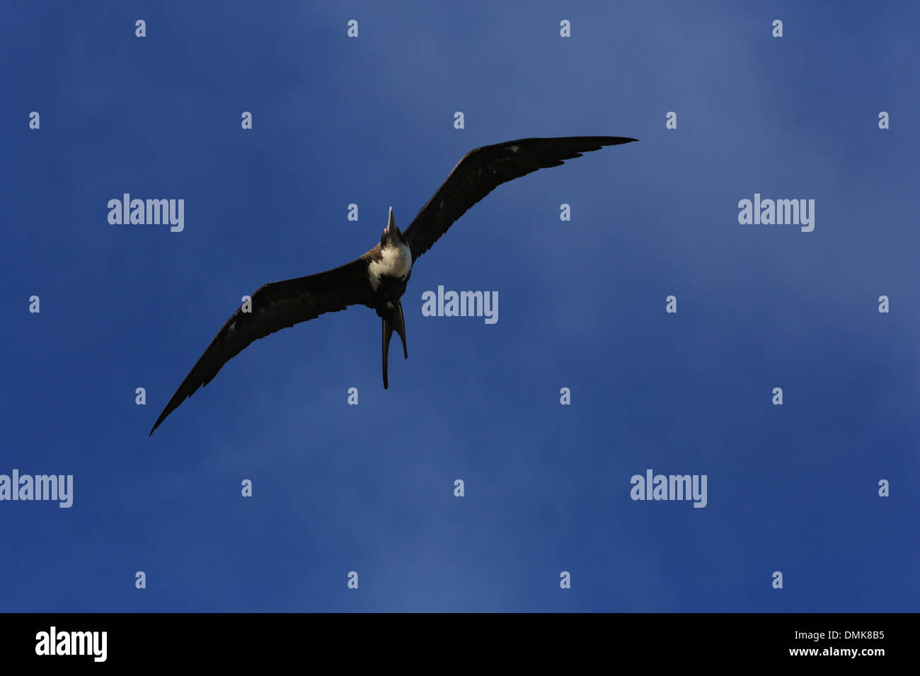 Frigate bird in flight over Genovesa Island, Galapagos Islands, Ecuador ...