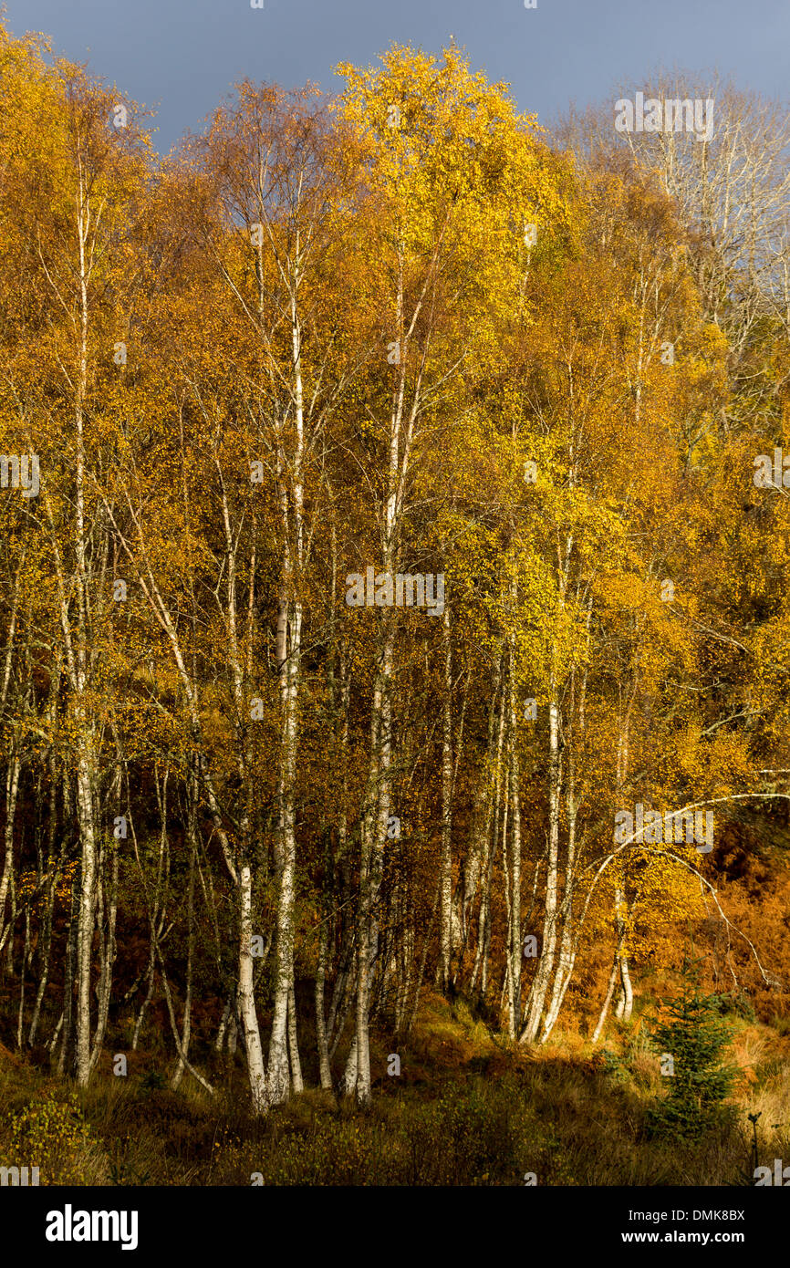 BIRCH TREE [BETULA PENDULA] GROUP IN AUTUMN NEAR TO LOCH NESS SCOTLAND ...