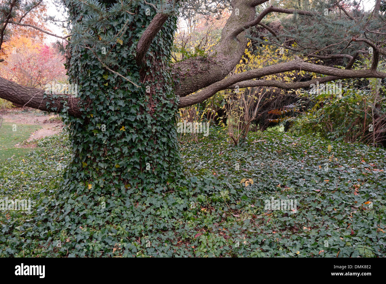 Tree entwined with ivy hi-res stock photography and images - Alamy