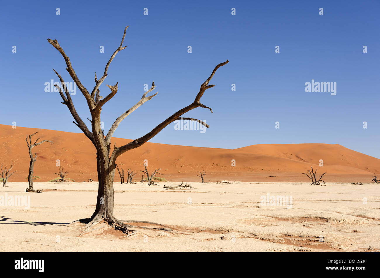 Lime tree silhouette hi-res stock photography and images - Alamy