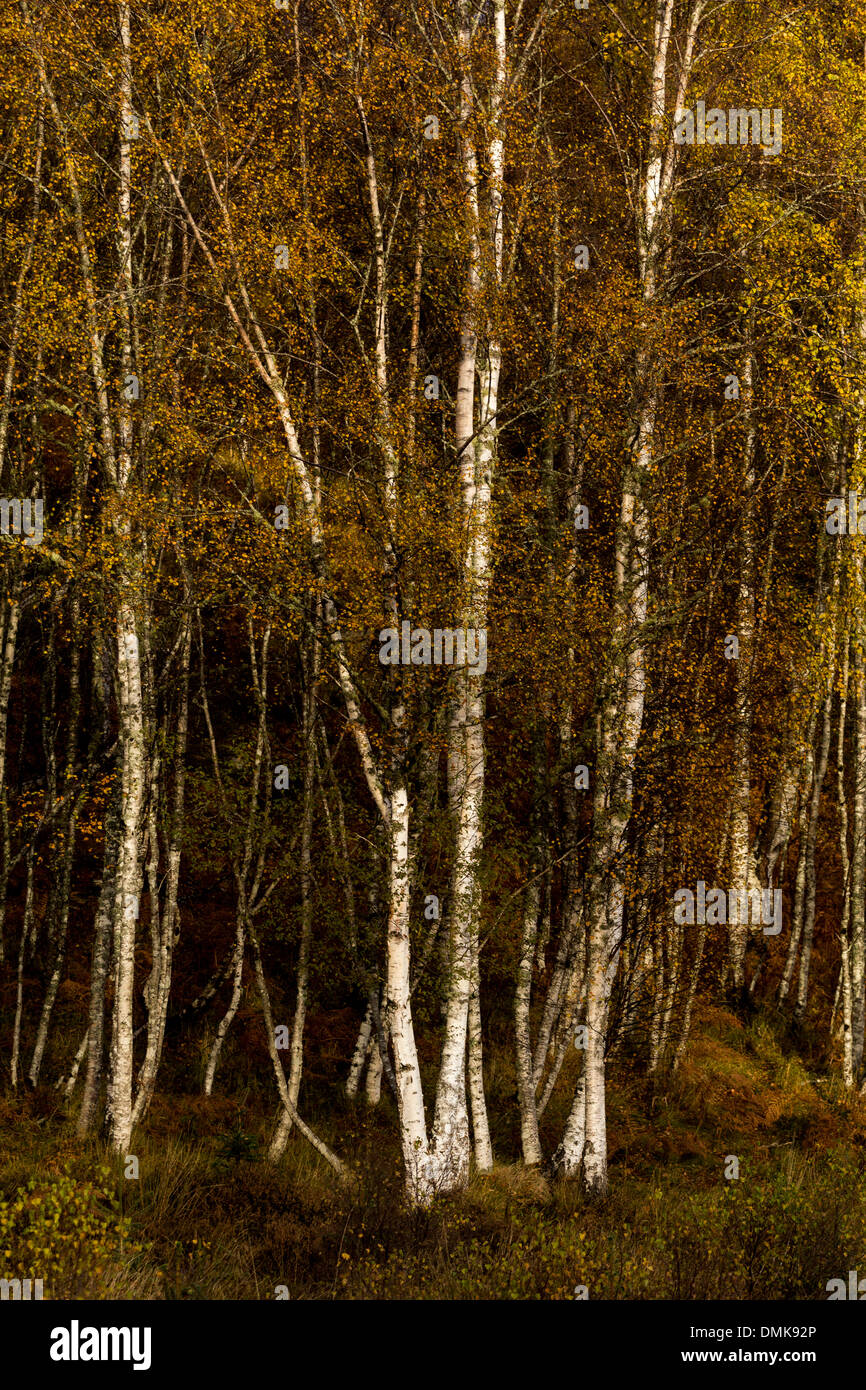 SILVER BIRCH [BETULA PENDULA ] IN AUTUMN NEAR LOCH NESS SCOTLAND Stock ...
