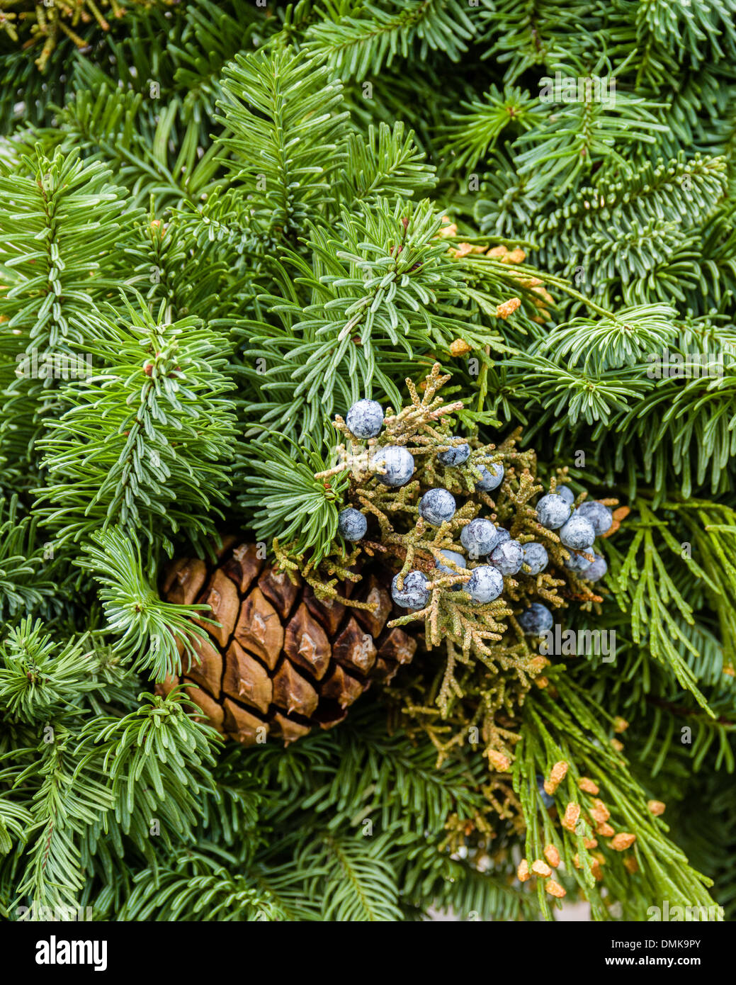 Fresh evergreen boughs for Christmas decoration Stock Photo - Alamy