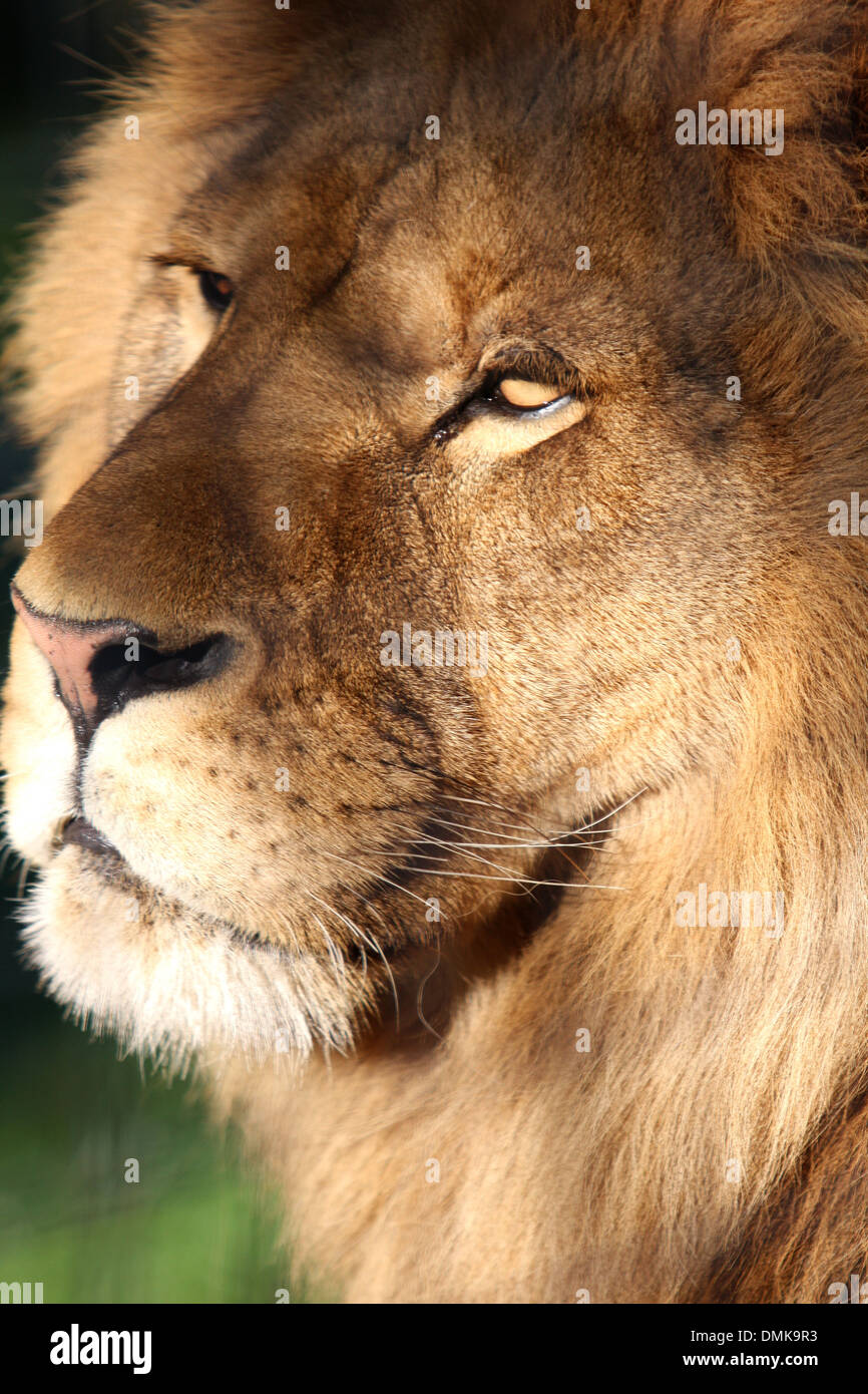 Close up of lion hi-res stock photography and images - Alamy
