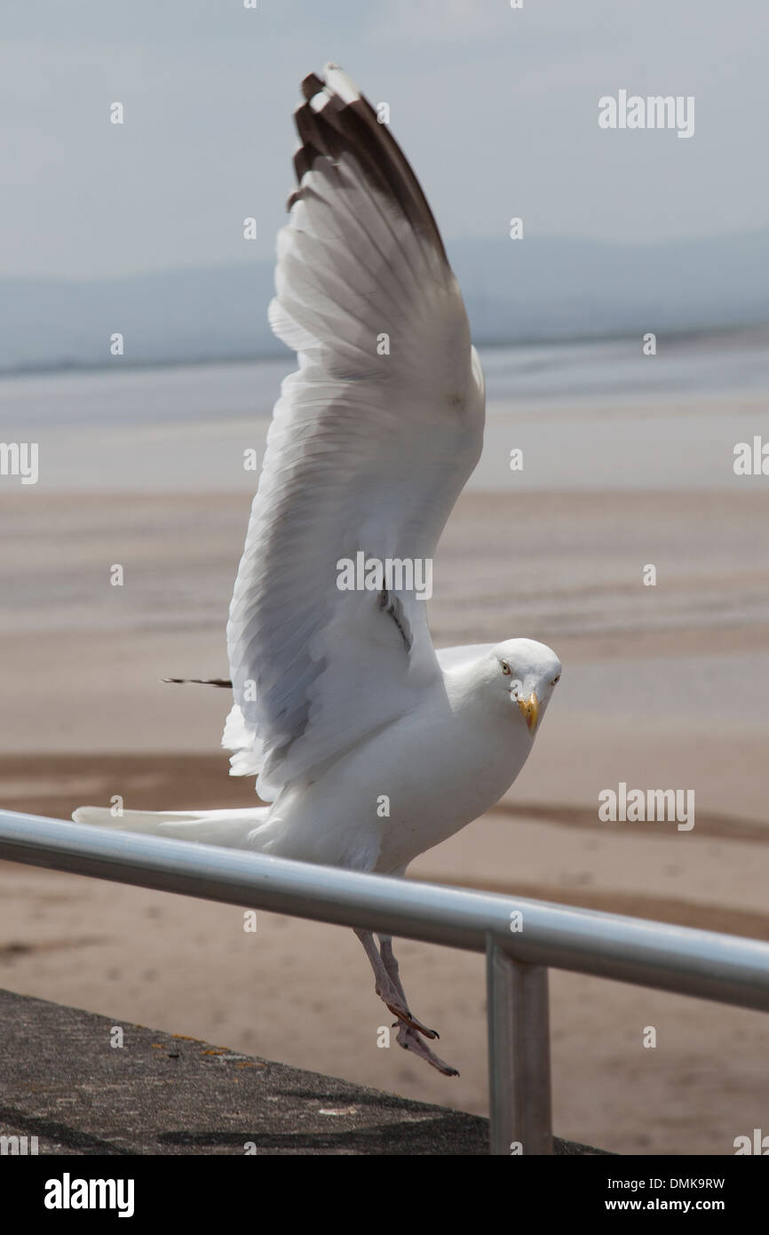 Glide camera hi-res stock photography and images - Alamy