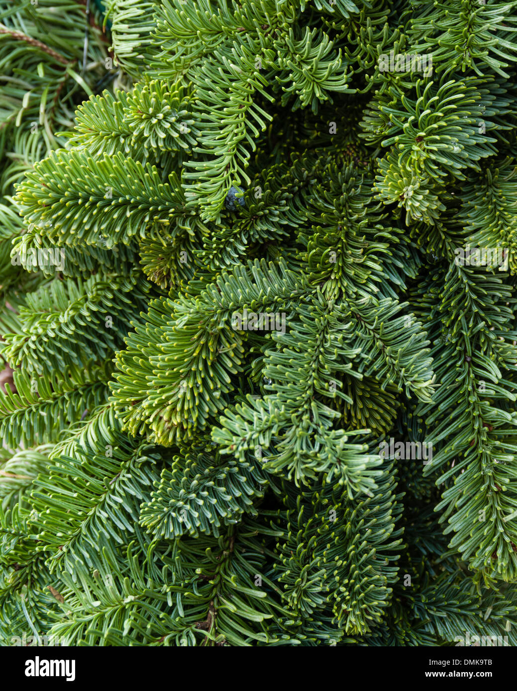 Evergreen boughs hi-res stock photography and images - Alamy