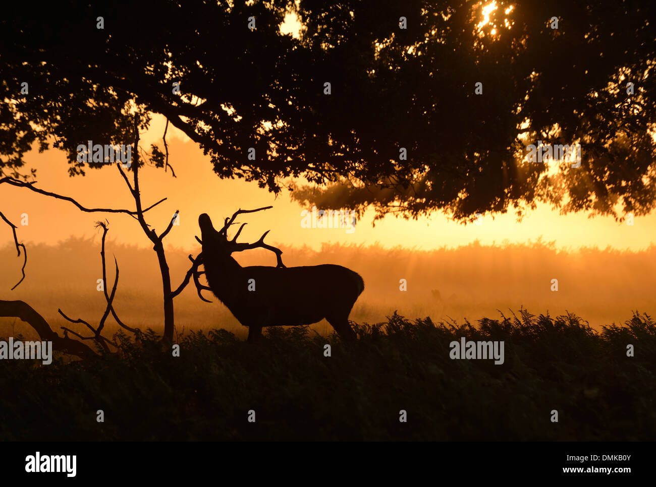 Red deer stag scratching its horns against fallen tree branch, Bushy ...