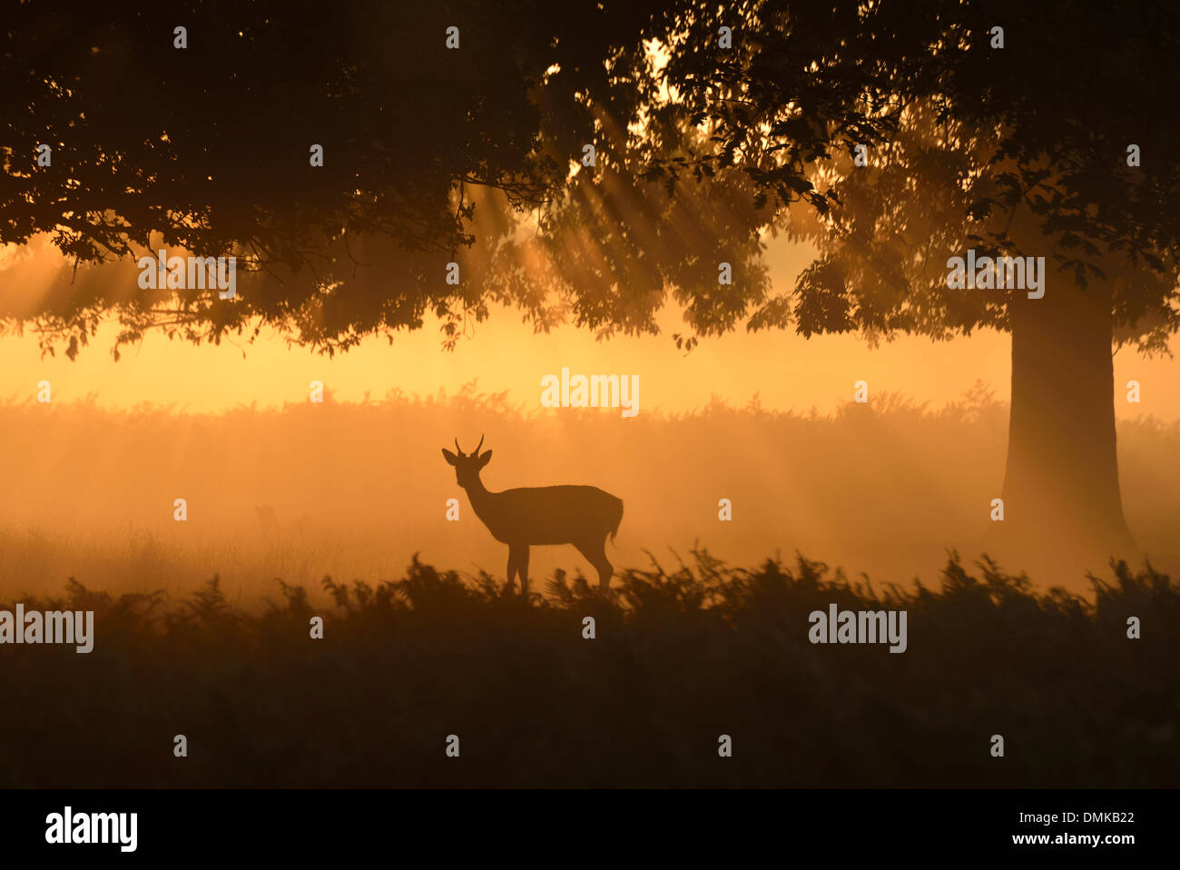 Fallow deer silhouette at sunrise in Bushy Park, London, UK Stock Photo ...