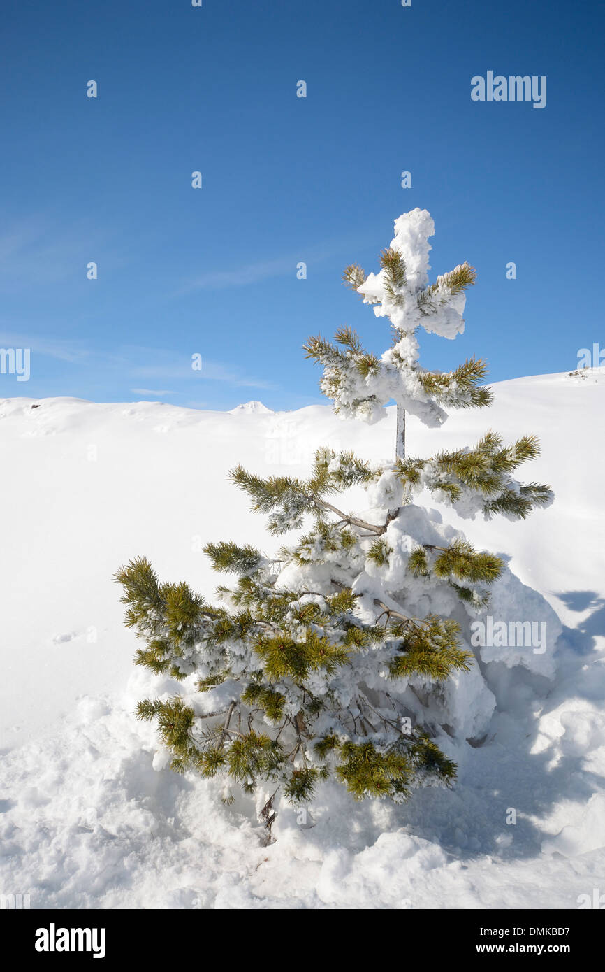 Elegant larch tree covered by thick snow with amazing winter ...