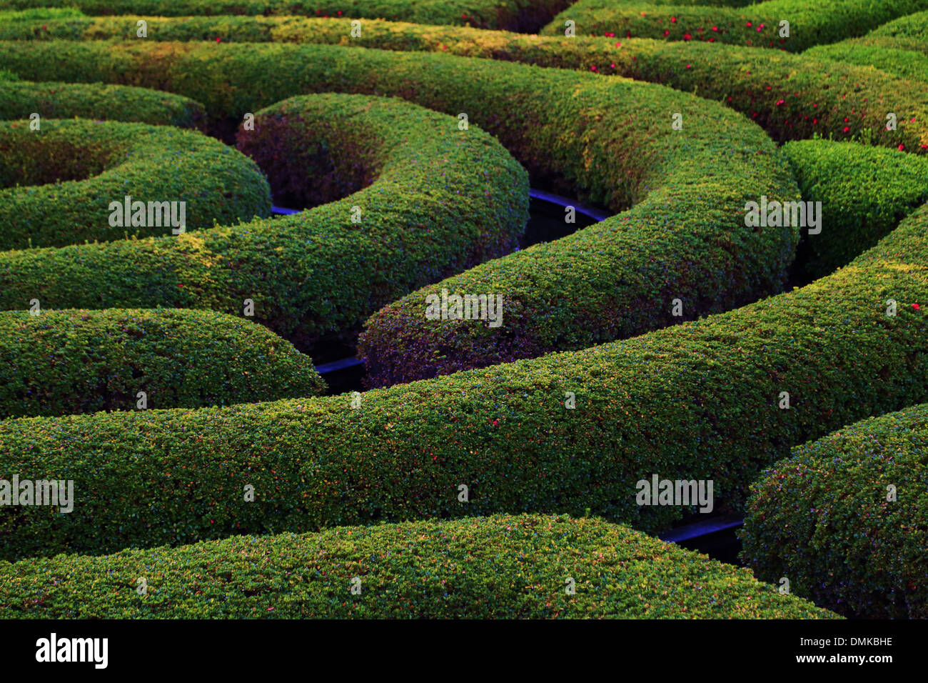 Green Bush curved shape Stock Photo - Alamy