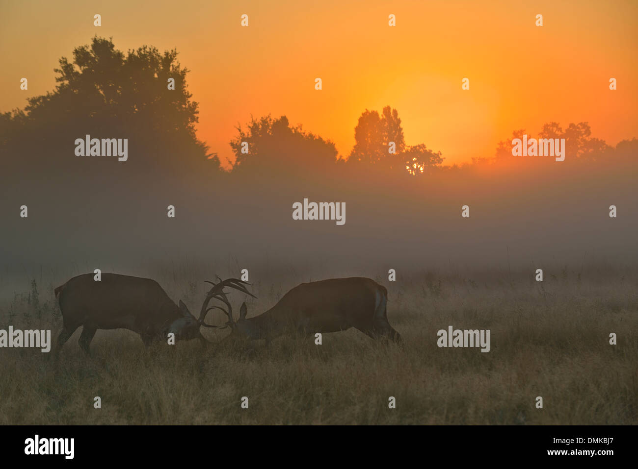 Red deer stags fighting at sunrise, Bushy Park, London, UK Stock Photo ...